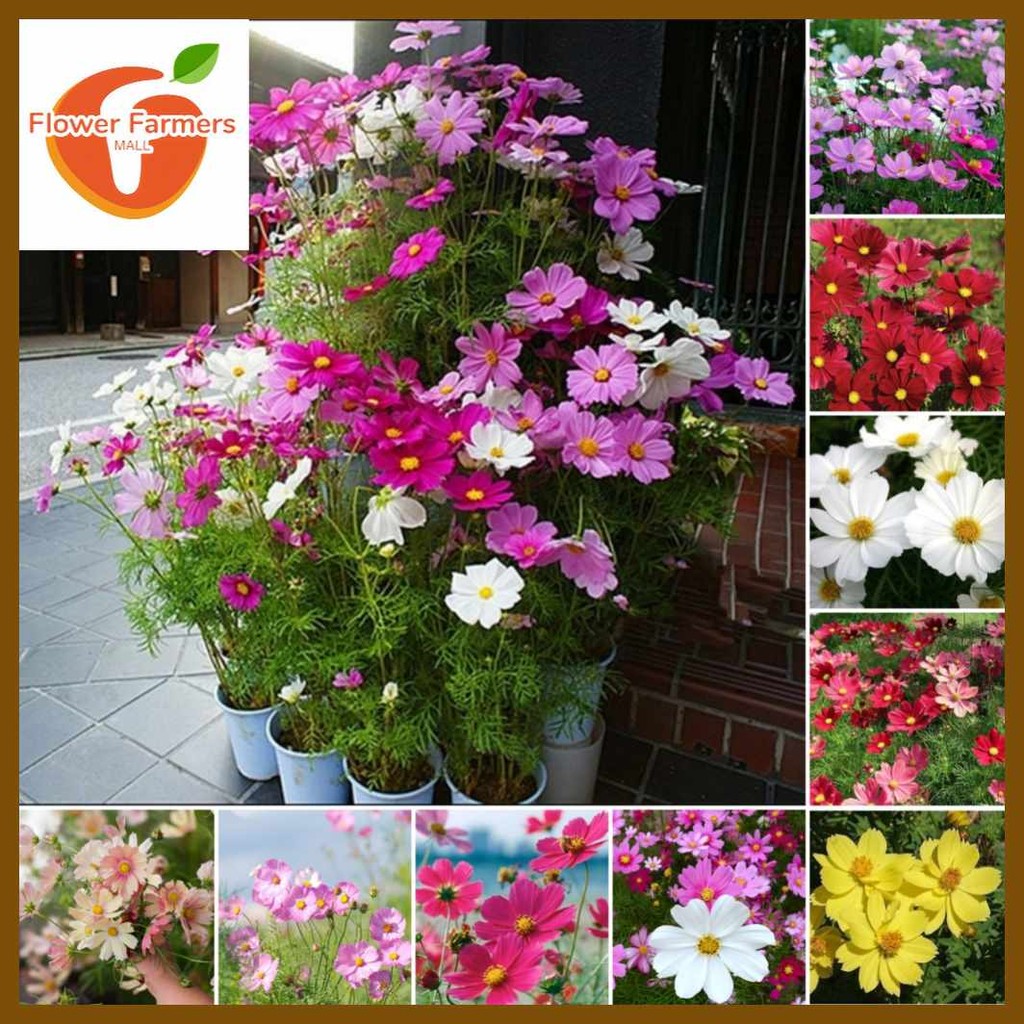 100seeds/pack{e/Mixed=V%Color?Q*Cosmos~N*Bonsai~Y*Seeds y+g+f+Cosmos ...