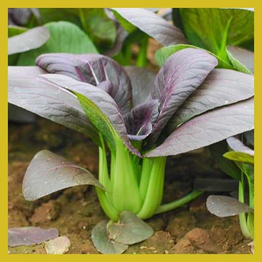 Sulit Pack Purple Pechay Pak Choi Vegetable Seeds ( 500 seeds ) - Basic ...