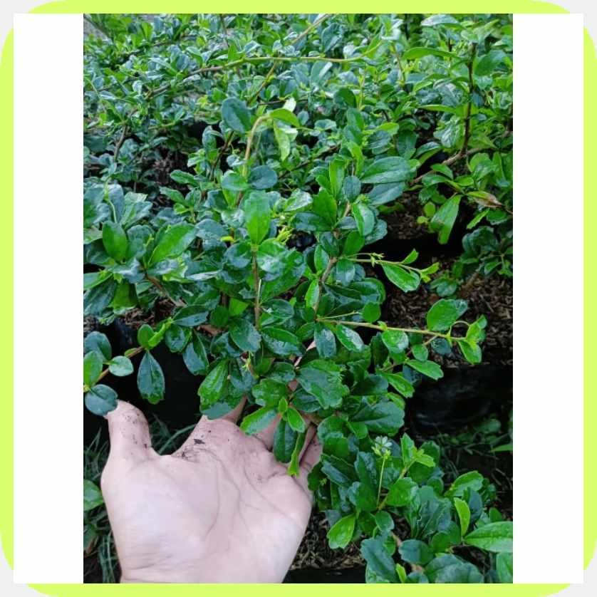 TSAANG GUBAT BIG/POKYENTE LIVE PLANTS | Shopee Philippines