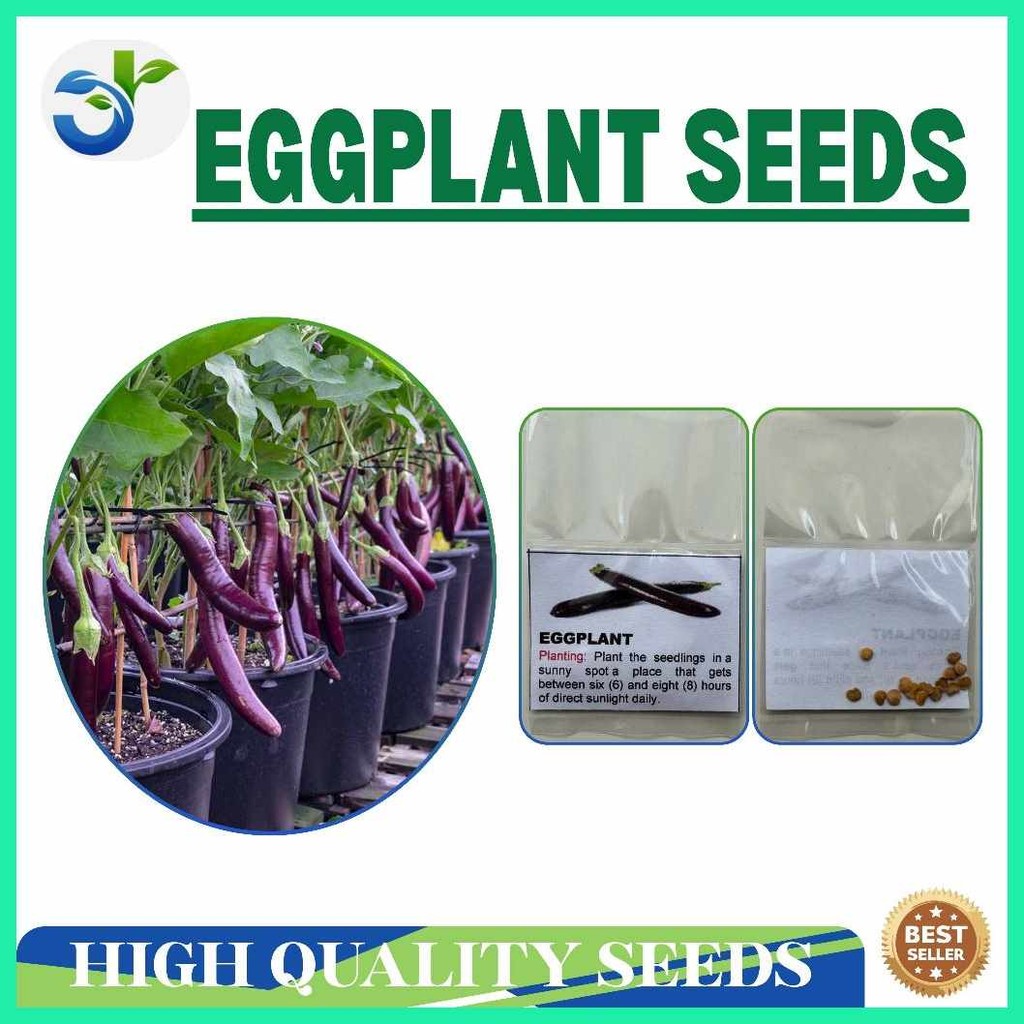 Eggplant Long / Talong Haba / Hybrid / 15seeds - (1pack) | Shopee ...