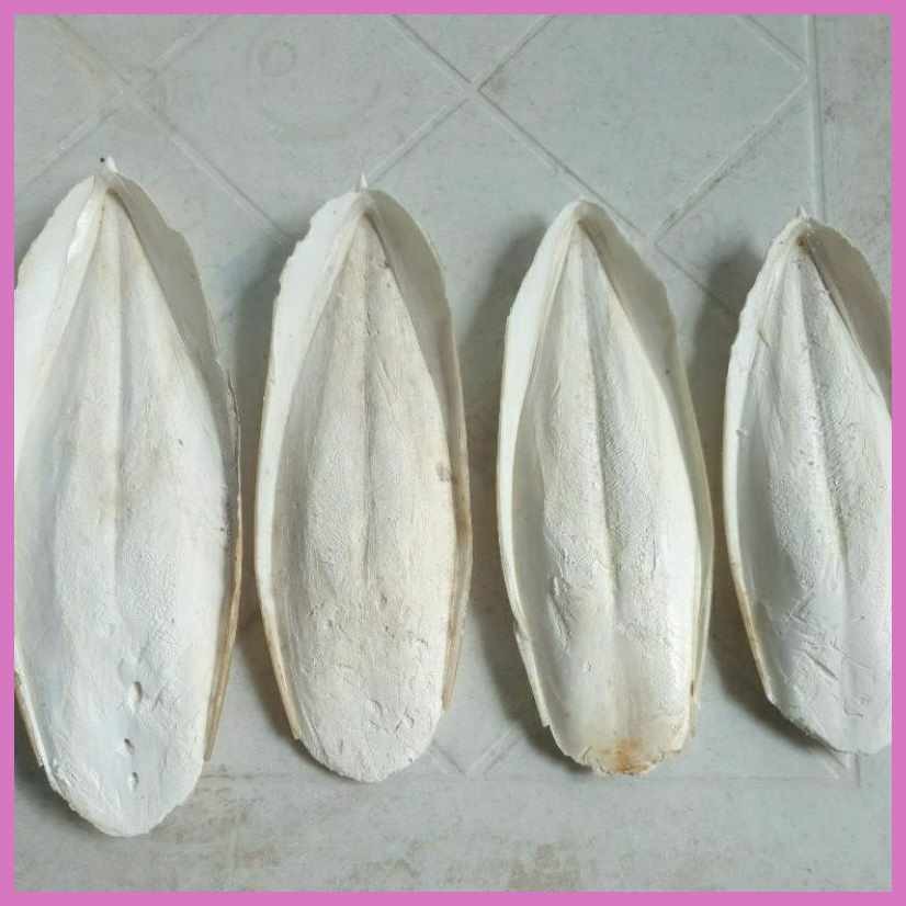 Cuttlebone for Birds (per pcs) | Shopee Philippines
