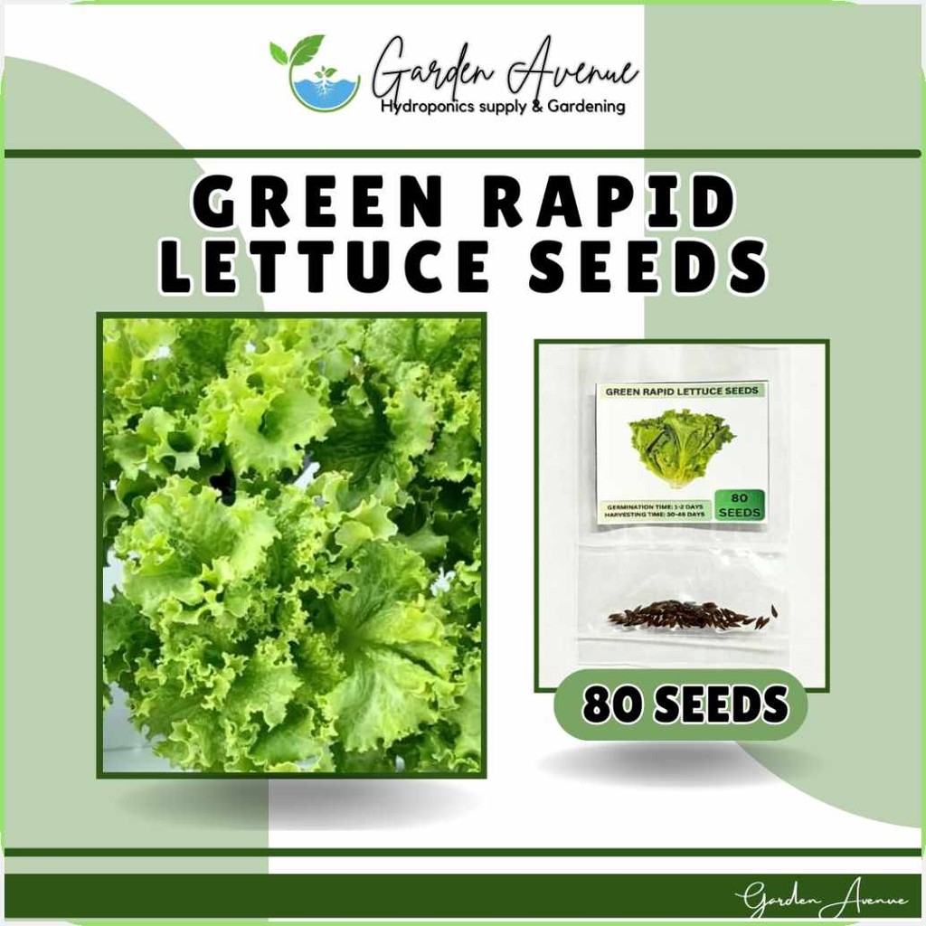 SULIT|bT=PACK!(AU=GREEN(Ti=RAPID)r>LETTUCE)D>SEEDS)e>(80)j>SEEDS ...