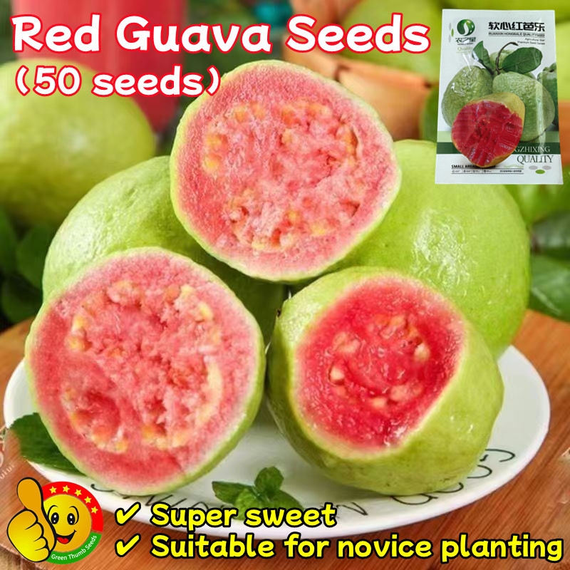100% Original Dwarf Red Guava Fruit Seeds 50pcs Delicious Guava Seeds ...