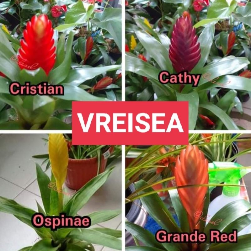 VRIESEA Plant (Mini Bromeliads)-outdoor/indoor decoration plants ...