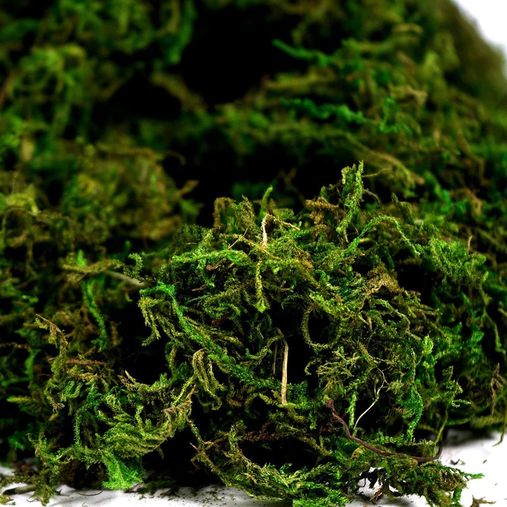Green Moss plants artificial design lining plant and flowers | Shopee ...
