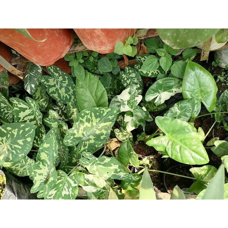 Different Variety Real Live Collection Indoor and Outdoor Alocasia Albo ...