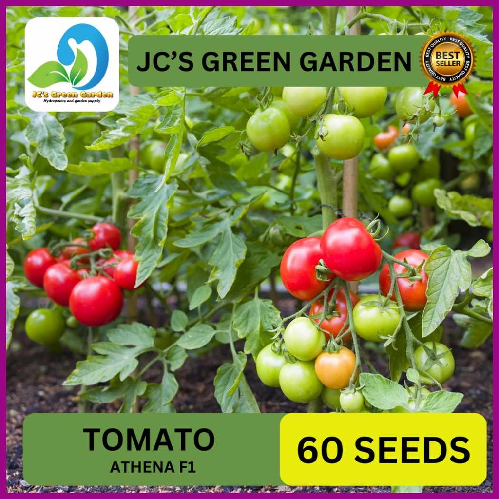 (60$ER$SEEDS)nJ*TOMATO^sP/SEEDS$os/-$Nu/ATHENA$TJ/F1/FOR$WJ/PLANTING ...