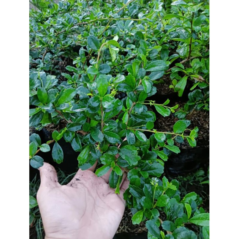 TSAANG GUBAT BIG/POKYENTE LIVE PLANTS | Shopee Philippines