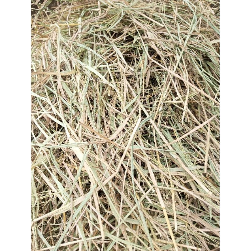 500 grams Dayami Dried Rice Stalk/ Hay Rice straw | Shopee Philippines