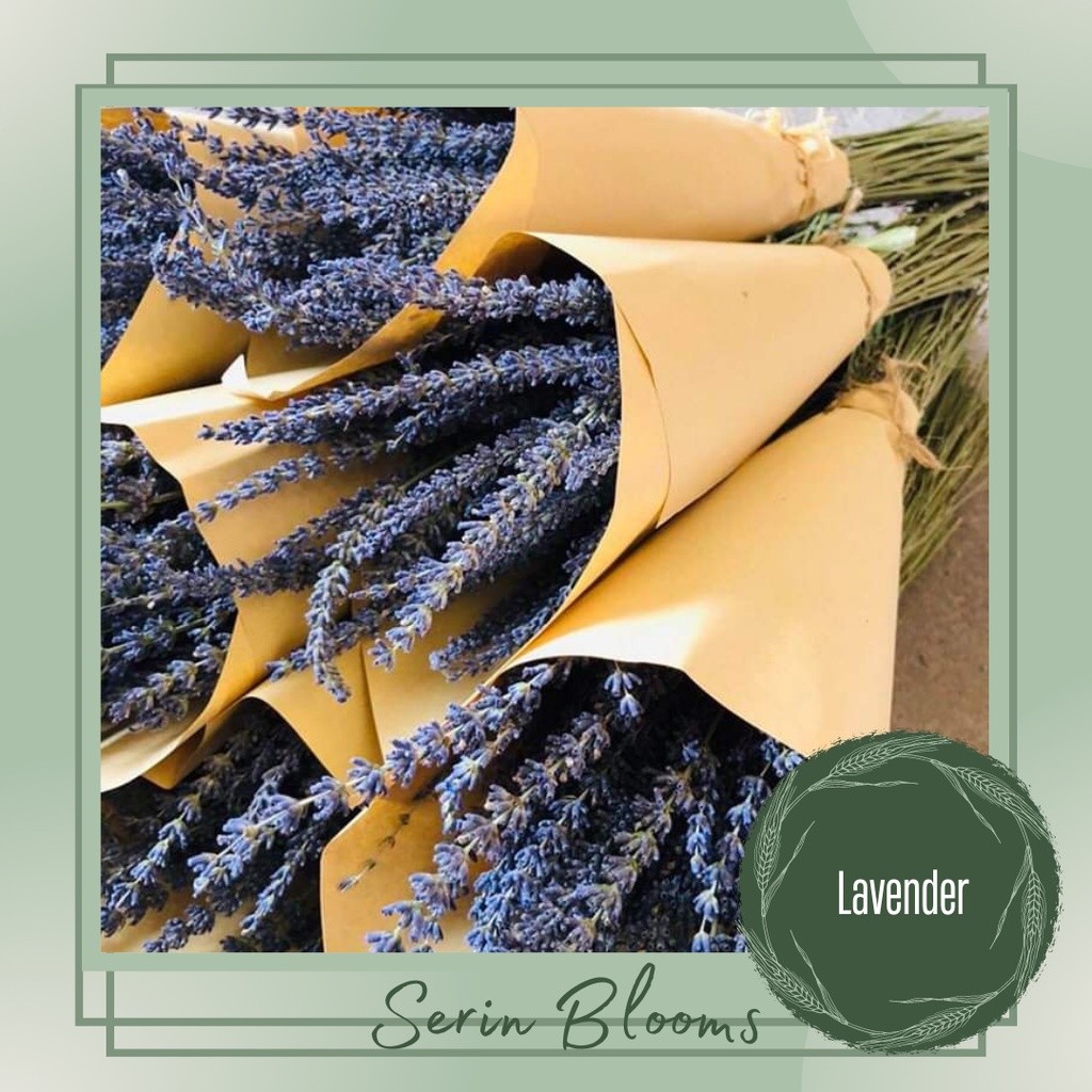 Dried Imported Lavender (50 stems) | Shopee Philippines