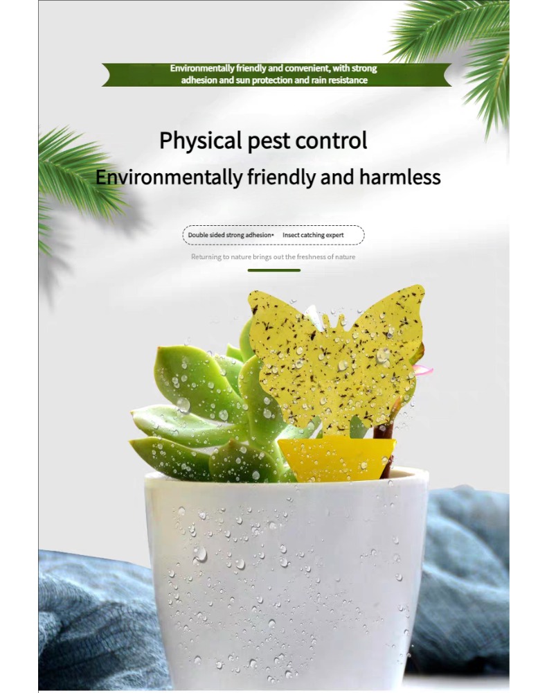 Fungus Gnat Control: Odorless, Non-Toxic Sticky Traps for Safeguarding ...