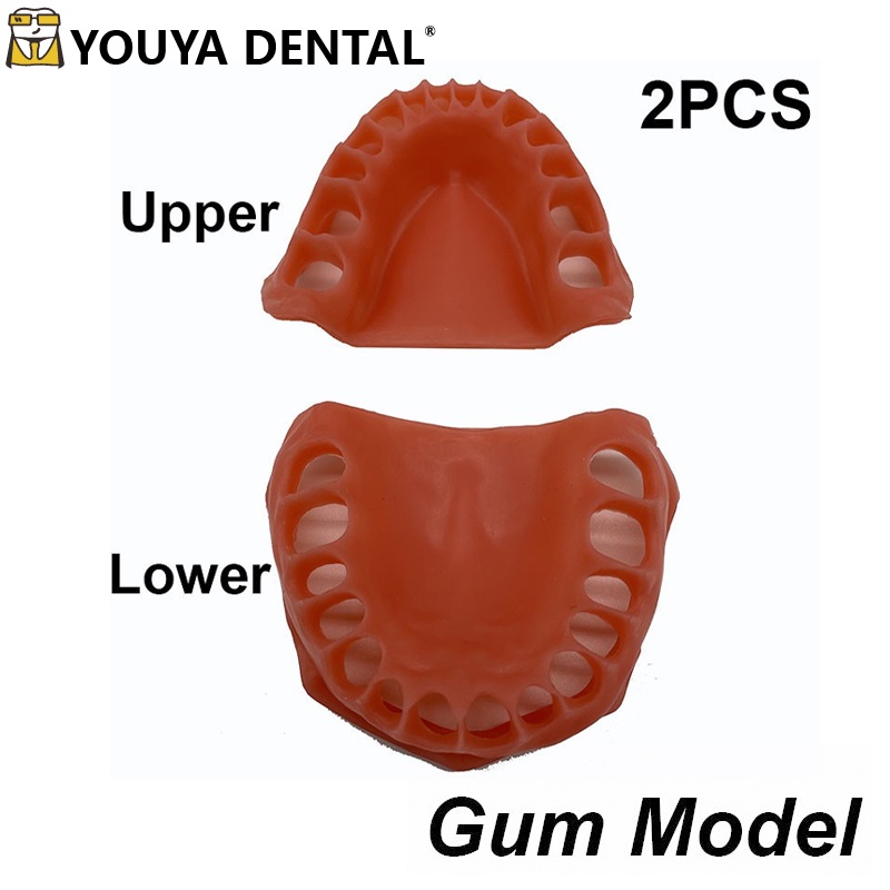 Dental Gum model upper/lower Simulated gums Dentisit Student Learning ...