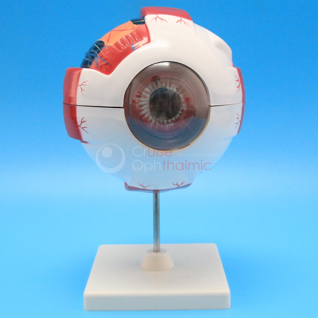 Eyeball Education Model Anatomical 6X Magnification Human Anatomic Eye ...
