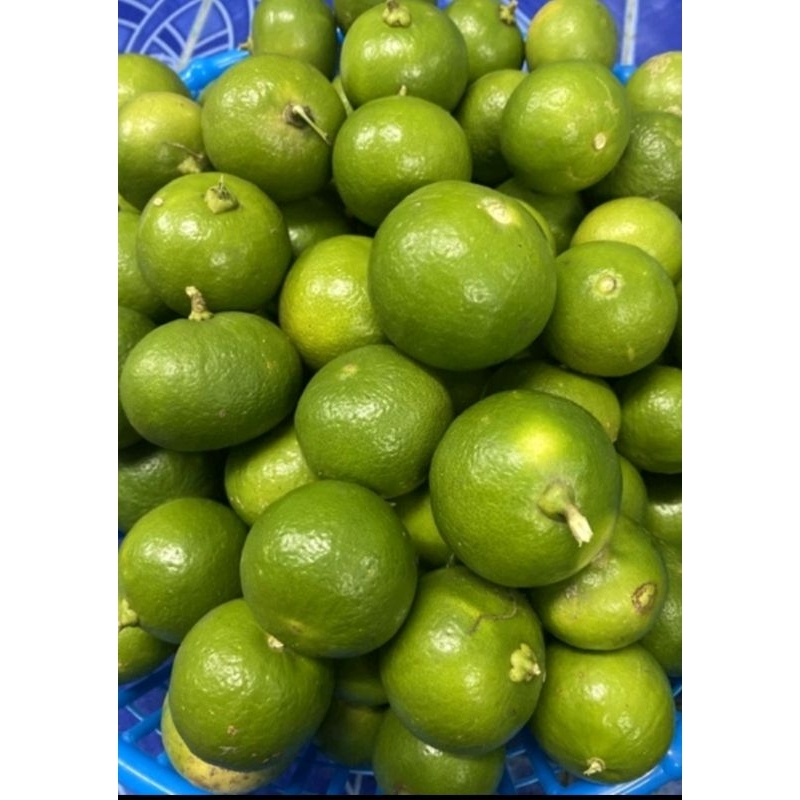 Key Lemon 5 Baht A Lot Of Water Beautiful Fruits. | Shopee Philippines