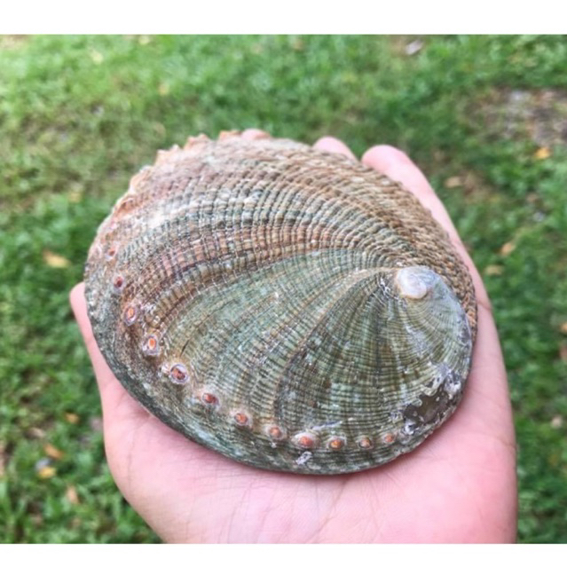 Abalone Shell Natural (Rare Collector) Unpolished Raw Size 12-13cm ...
