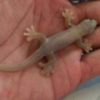 Cat Toys Dog Fake Lizards | Shopee Philippines