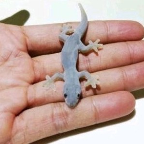 Cat Toys Dog Fake Lizards | Shopee Philippines