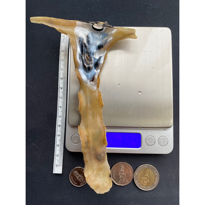 seashells clam bone T shape Claws | Shopee Philippines