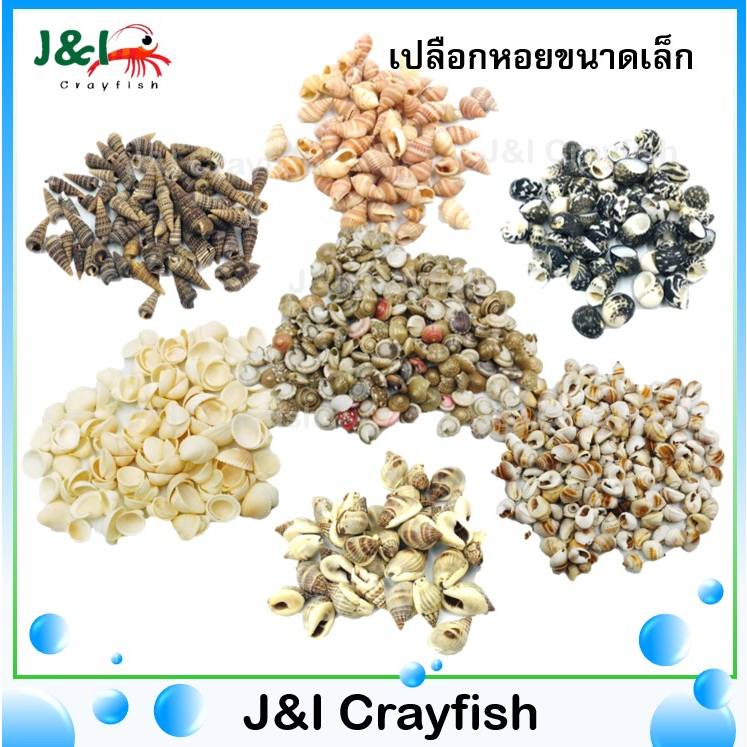 Small Shells Packed In A Pack Of 40 Grams S0033 | Shopee Philippines