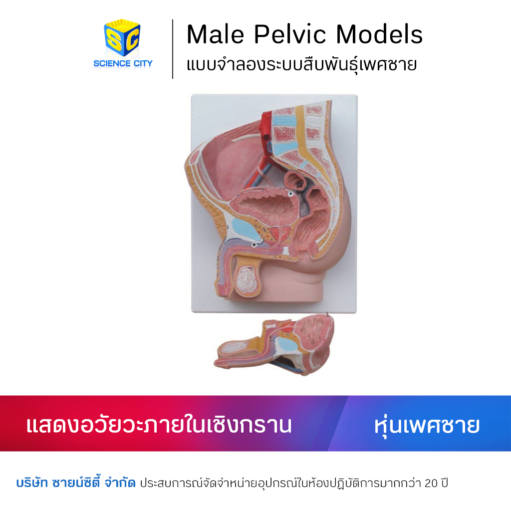Male Sex Investigation System Model Horizontal Shopee Philippines