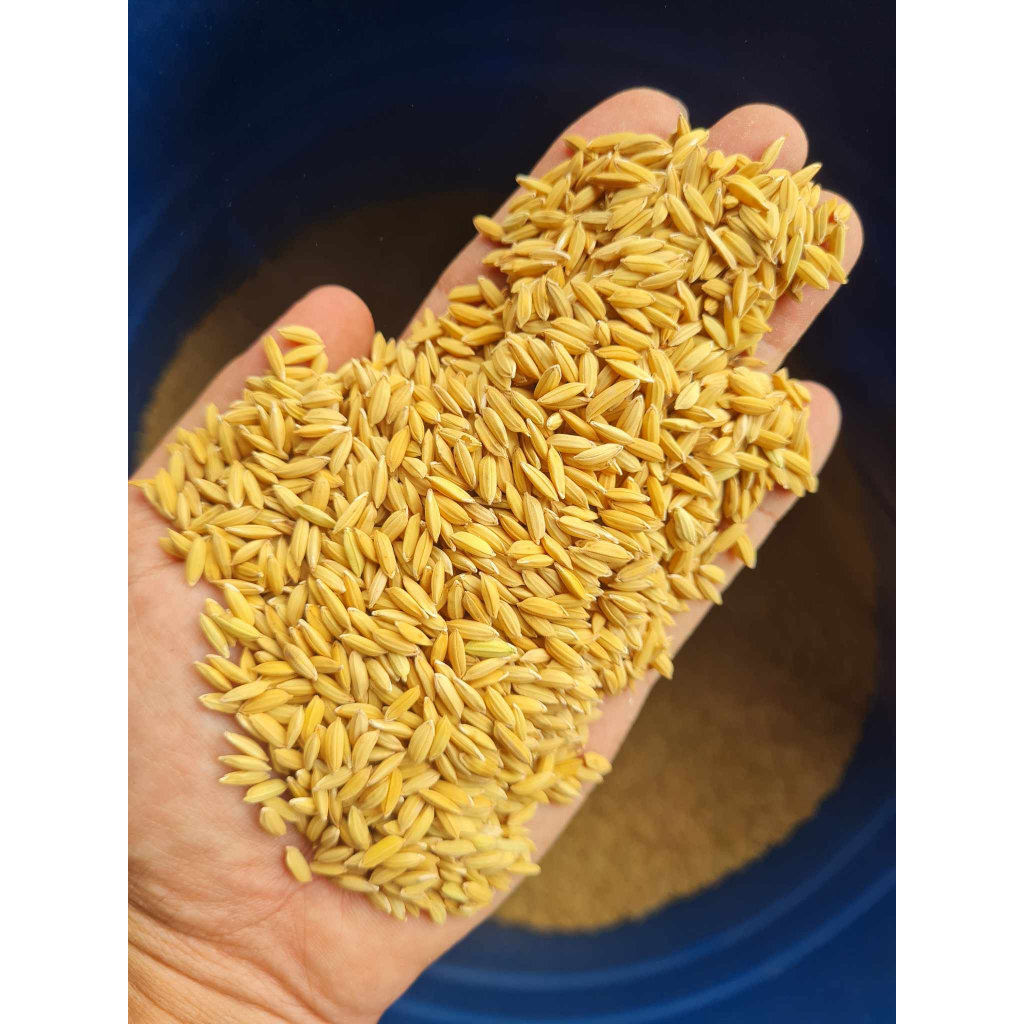 Grain Short Bark Rice Bag 10kg | Shopee Philippines