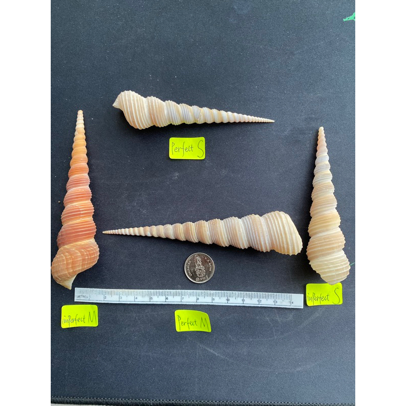 long sea shells DA HONG DING snail | Shopee Philippines