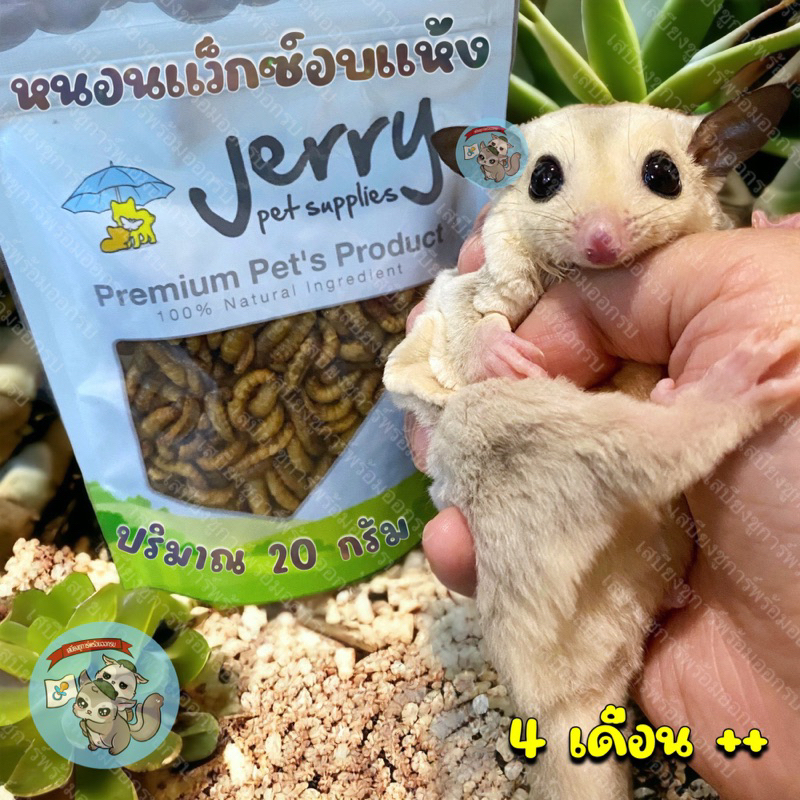(Gerry WAX Worms) JERRY-WORM Worms Dried Bird Food Sugar Squirrels ...