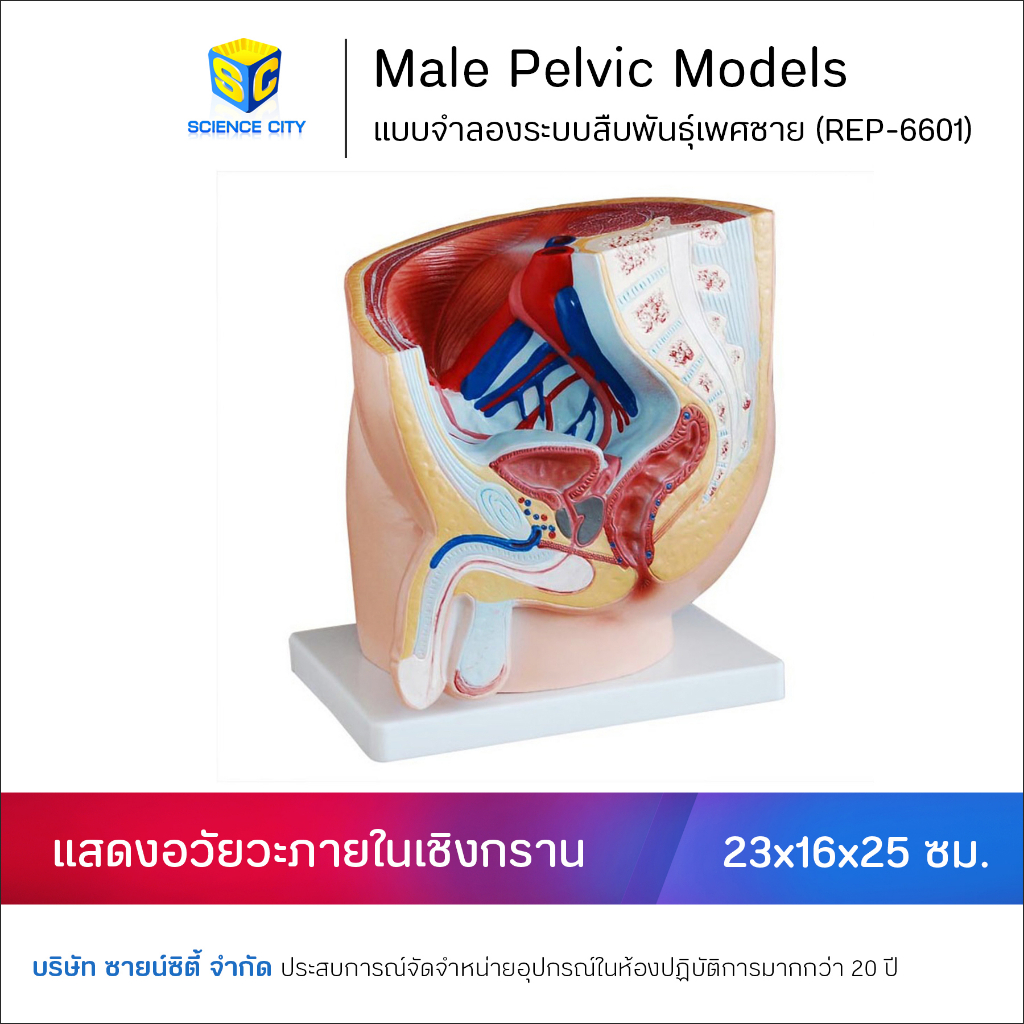 Male Sex Investigation System Model Male Pelvic Models Shopee Philippines 