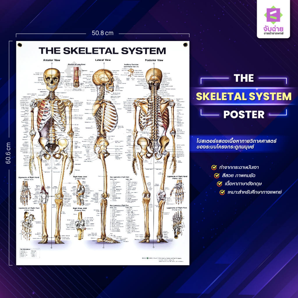 The Skeletal System Poster | Shopee Philippines