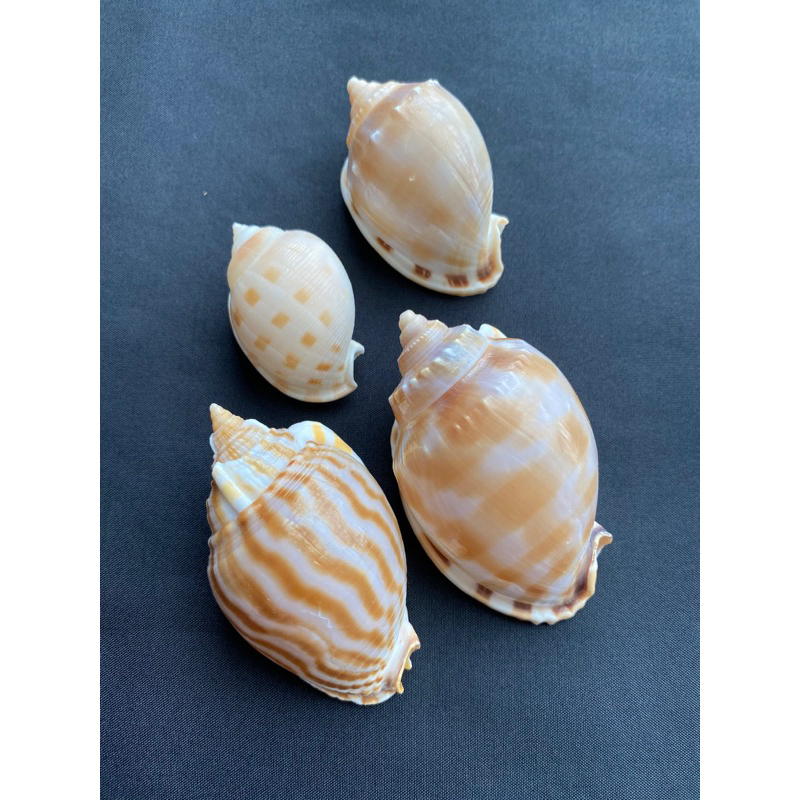 Beautiful Spotted Watermelon conch decorating seashells | Shopee ...