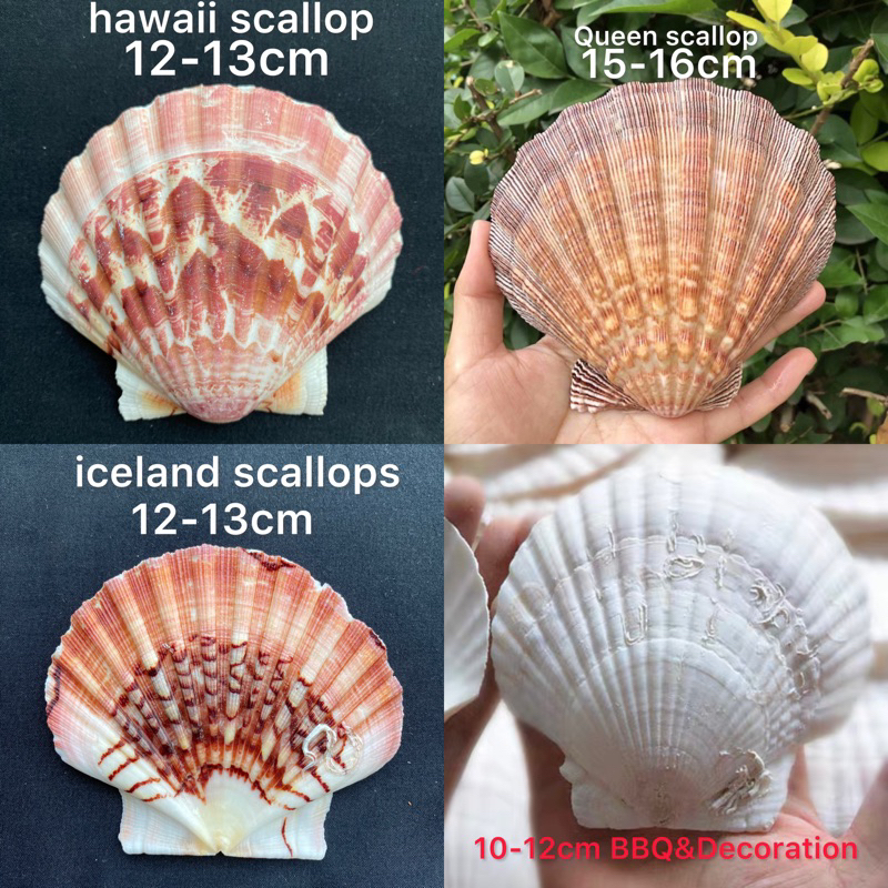 Biggest scallop decorative& collectible shell 10-17cm For BBQ sashimi ...