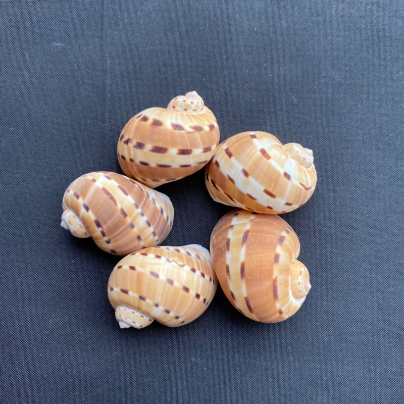 Beautiful shell wild butterfly Wings Rare wing jade snail | Shopee ...