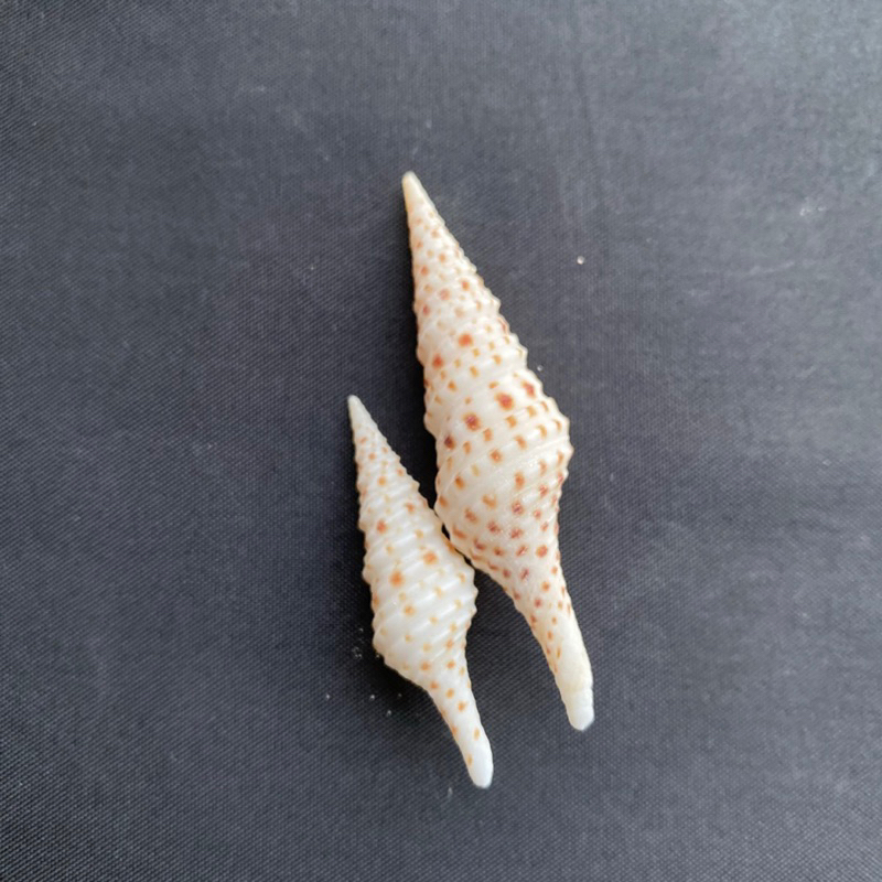 White With Brown Dots And Long tail BAN JUAN GUAN Spotted & conch 3-7cm ...