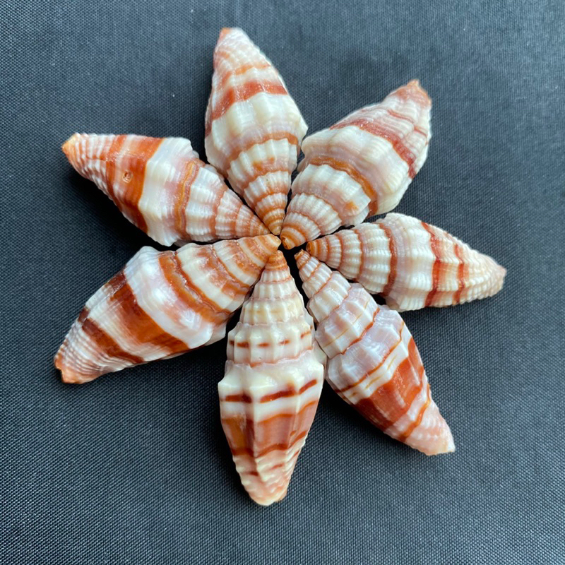 Beautiful Shells Mitra Shell big conch 2-4cm (red & short) | Shopee ...