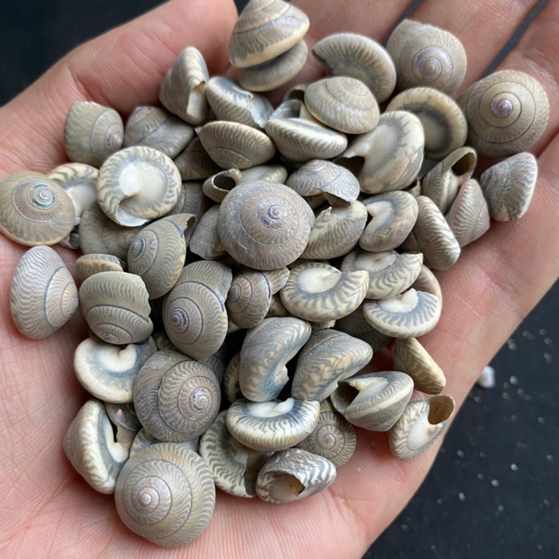 Large Flat Tower Snail DA PING LUO 50g Suitable For Shell And Craft ...