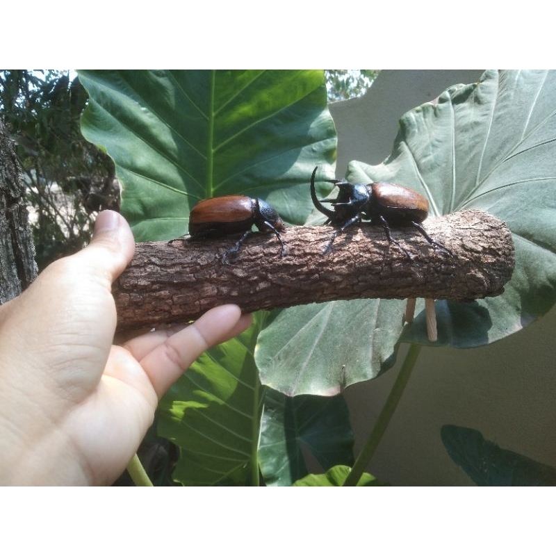 Beautiful Five Horn Beetles Stop New. Educational Limited Circuit In ...