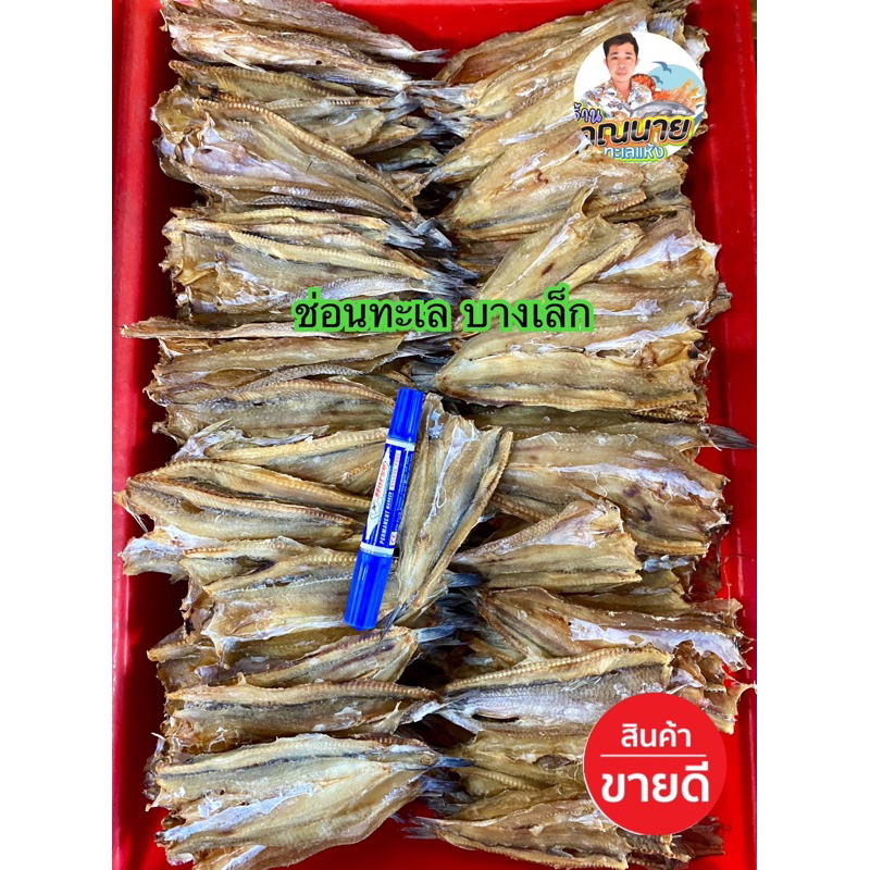 Small Thin Fresh Sea Snakehead Fish Can Be Dried Very Light 500 Grams ...