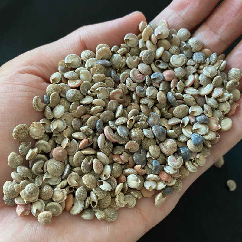 MINI Sea Snail home decoration Material 50g XIAO CAI PING hand crafts ...