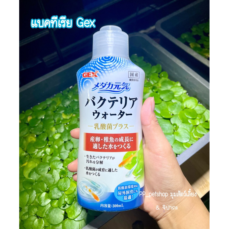 gex Bacteria Raising Medaka Fish From Japan: Divided Into 30 ml Size. | Shopee Philippines