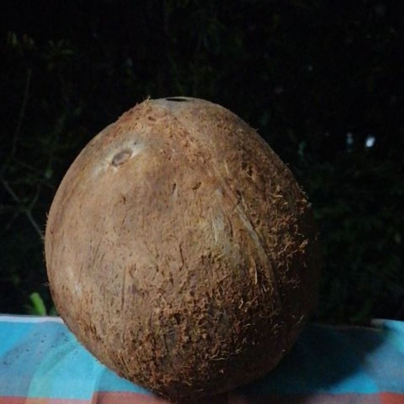 Full Coconut Shell Used To Make Bird House Squirrel Sugar Rider ...