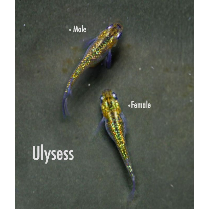 (Egg Only) Fish Roe Medaka Parents Ulysess Very Beautiful Gold | Shopee ...