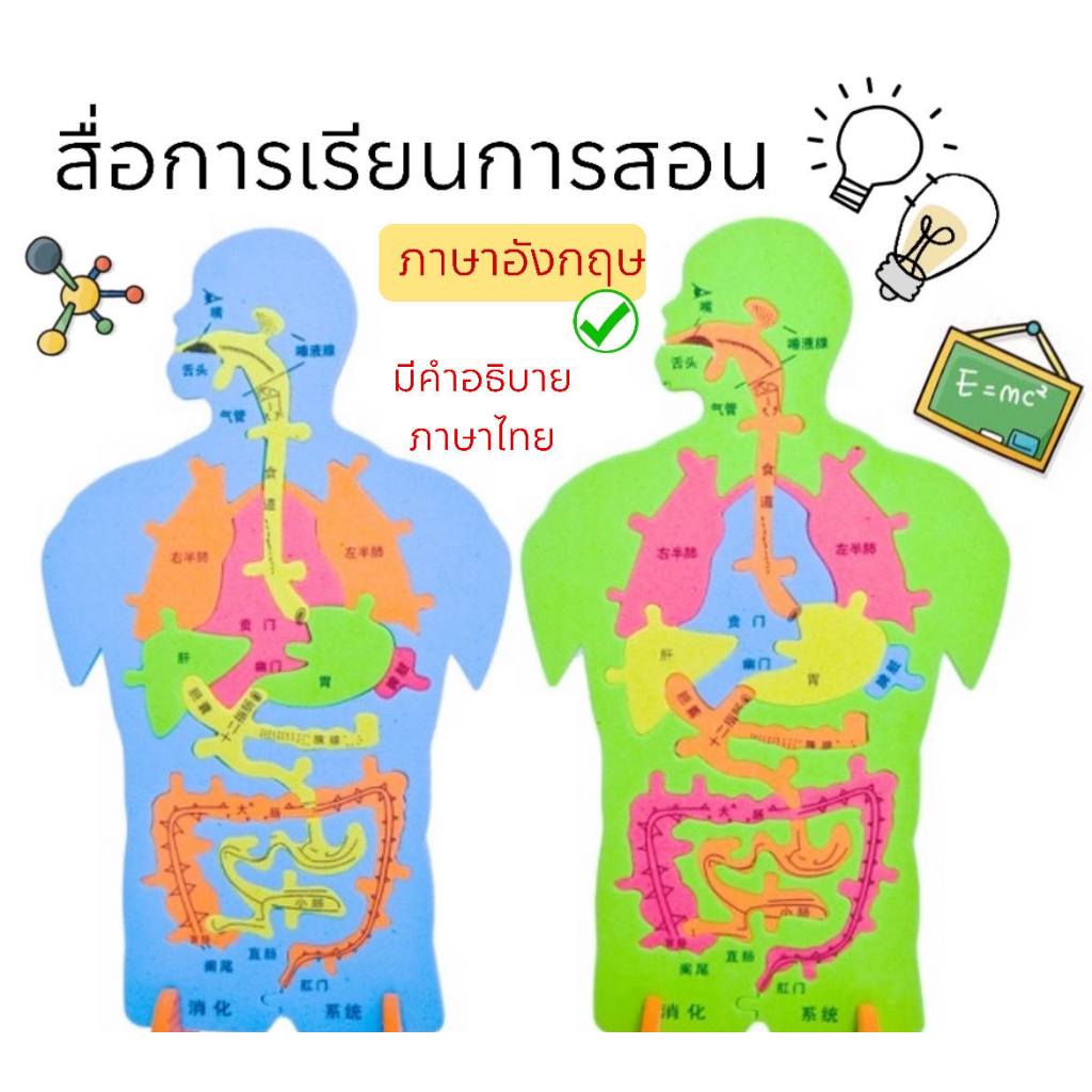 Teaching Materials For Digestive System Height 40 cm Separate Pieces ...