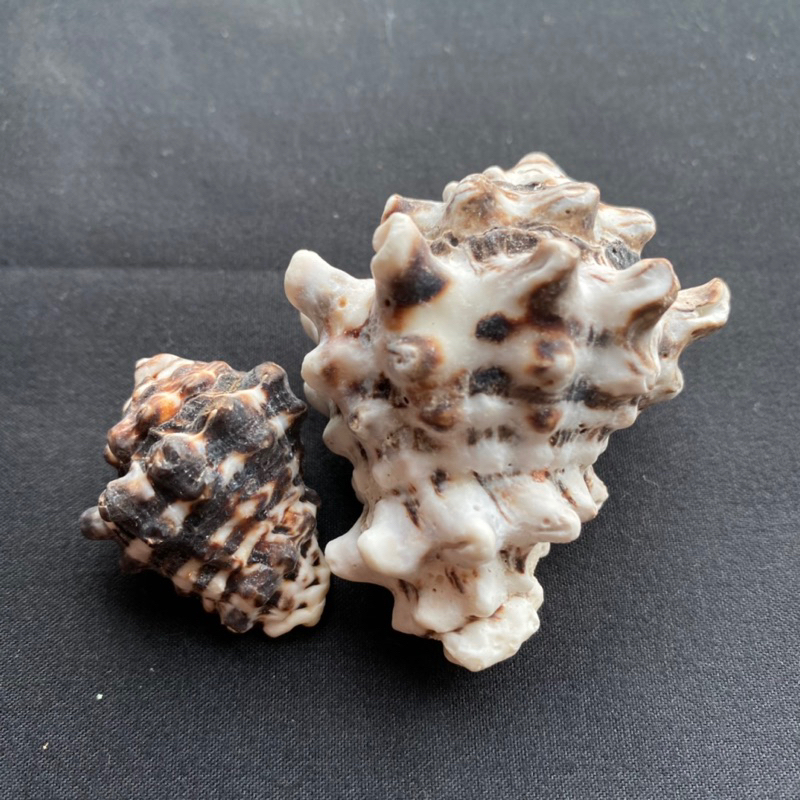 Rare Oyster Shell Gear Shaped seashells chi lun | Shopee Philippines