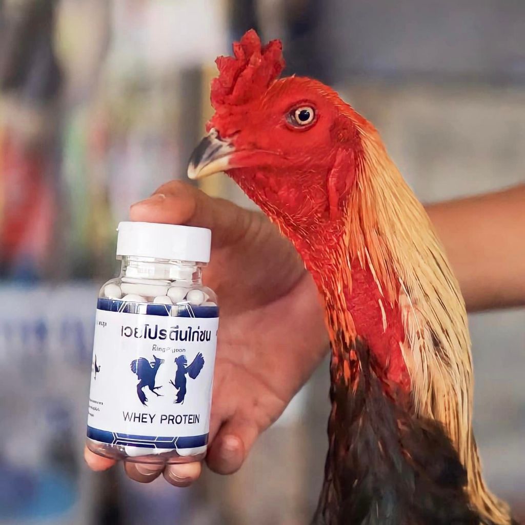 King Pigeon Whey Protein Dove Formula Racing... | Shopee Philippines