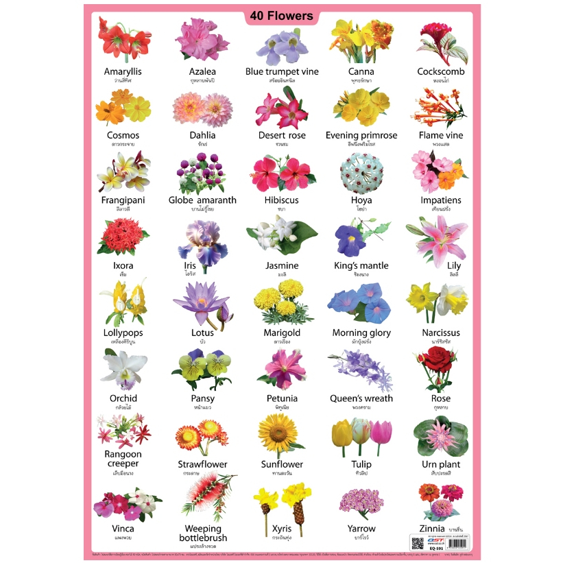 Knowledge Poster Set Of 40 Flower Word Wordings EQ-591 Paper | Shopee ...