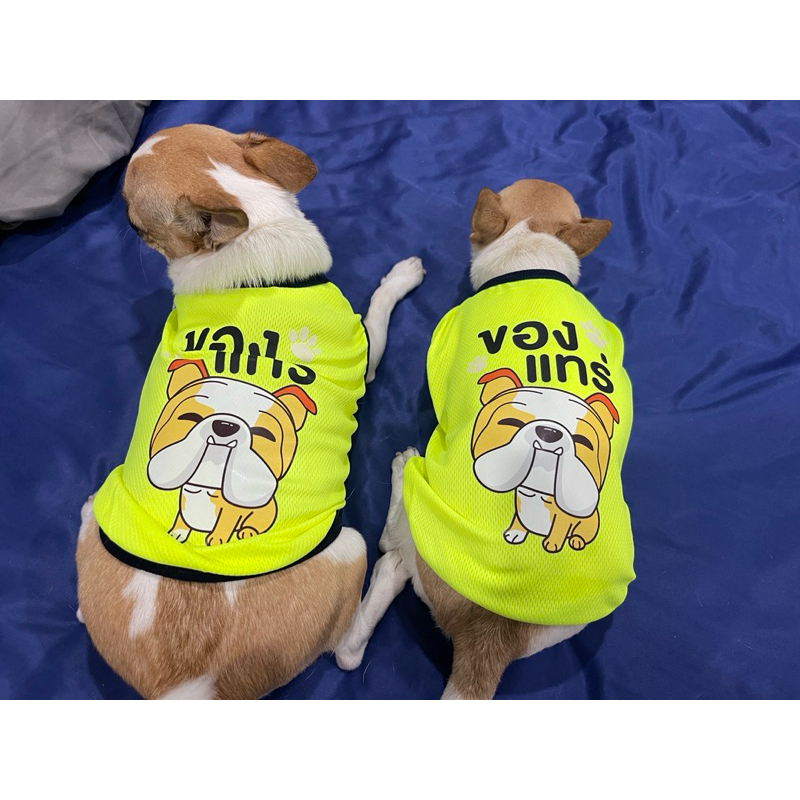 Pet T-Shirt Songkran Cat Dog Set | Shopee Philippines