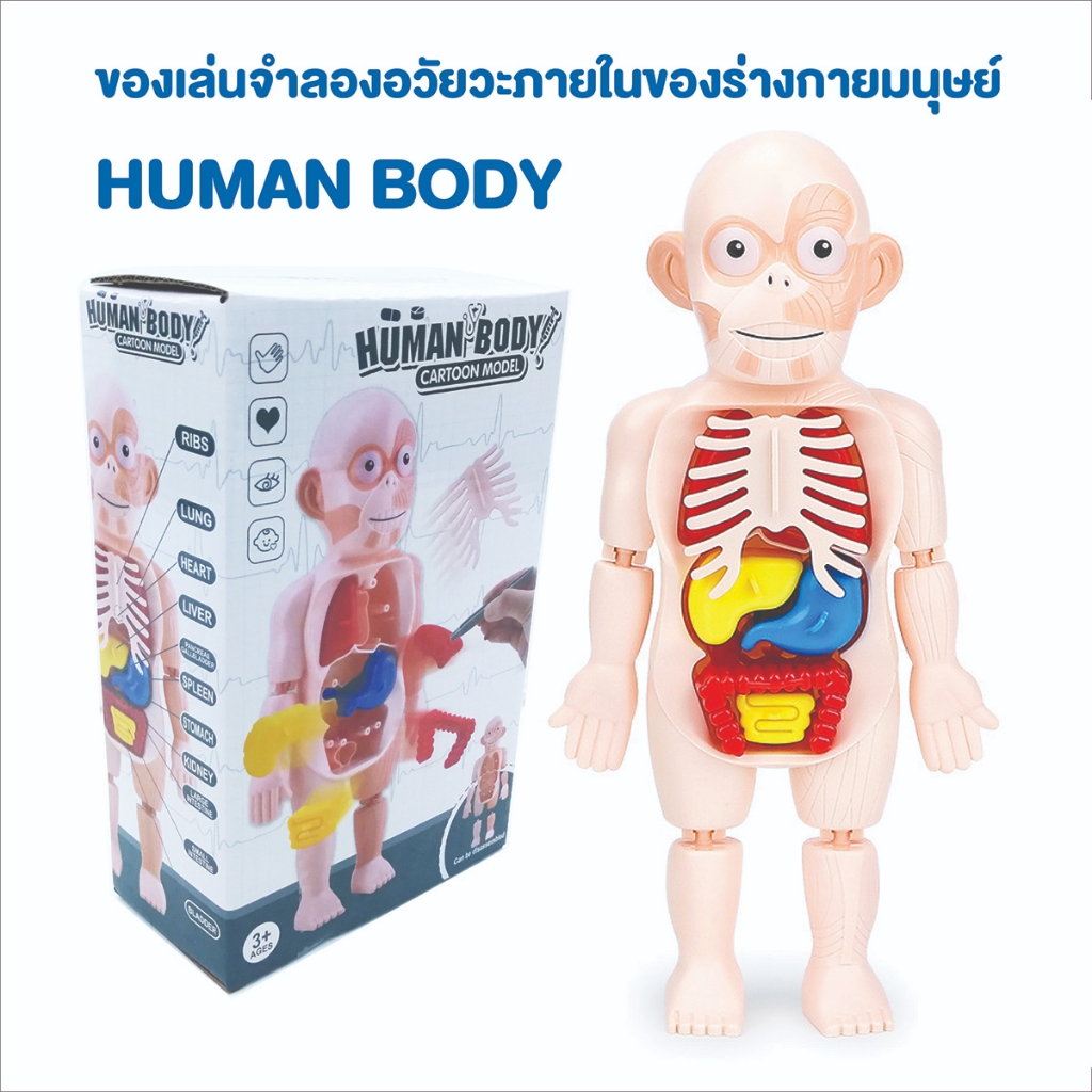 HUMAN BODY Internal Organ Simulation Toys Cartoon Model Teaching Media ...