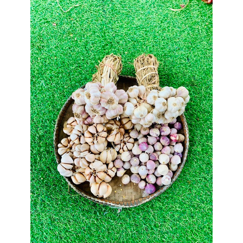 Value Set Garlic Thai Kaew Sisaket Purple Ping Pong Tone 250g Each | Shopee Philippines