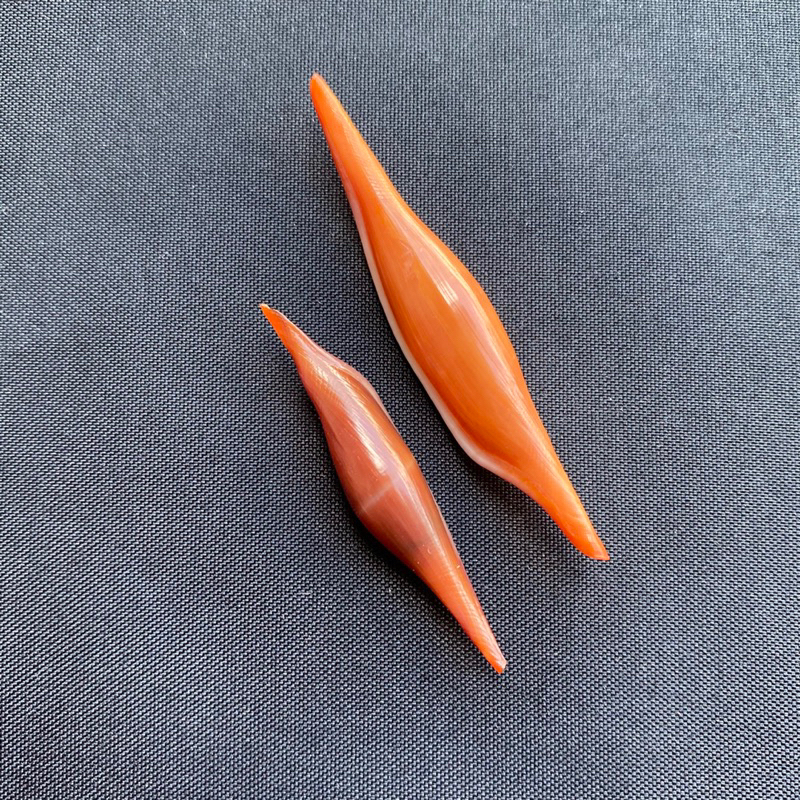 Real Rare Oyster Natural From Deep sea Brown Rabbit Conch Shell ...