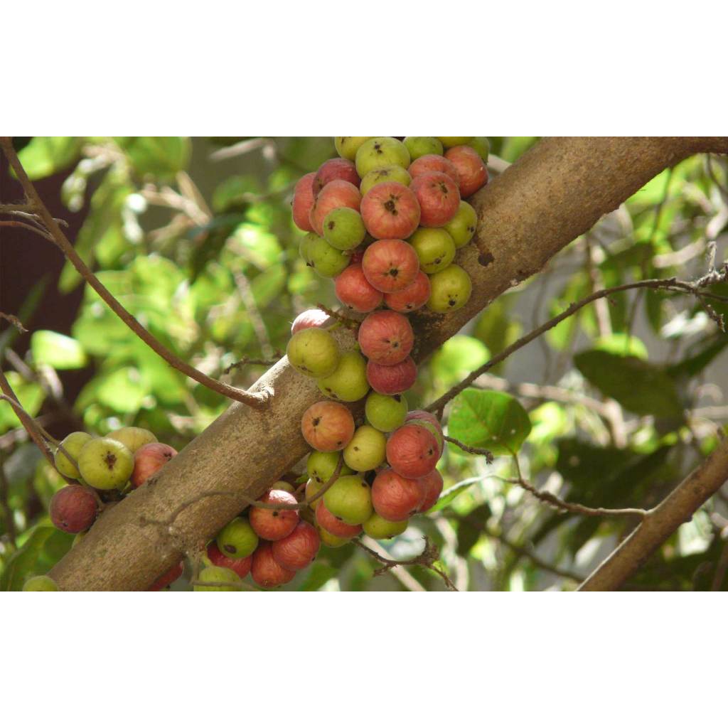 Fig Leaf Uthumphon Chumphon Pure Figs 100 Pcs. | Shopee Philippines